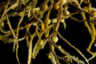 The Sargasso Sea – the 'golden floating rainforest' in the North Atlantic