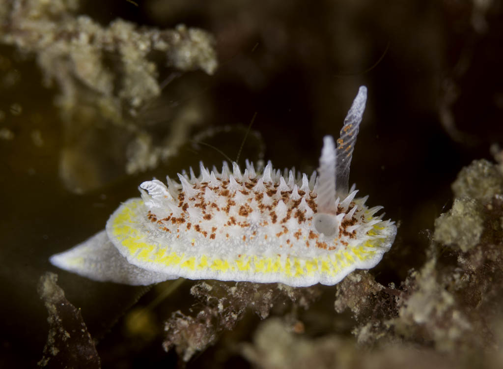 Marine protected areas Stage 3 Consultation - our response - Greenpeace UK