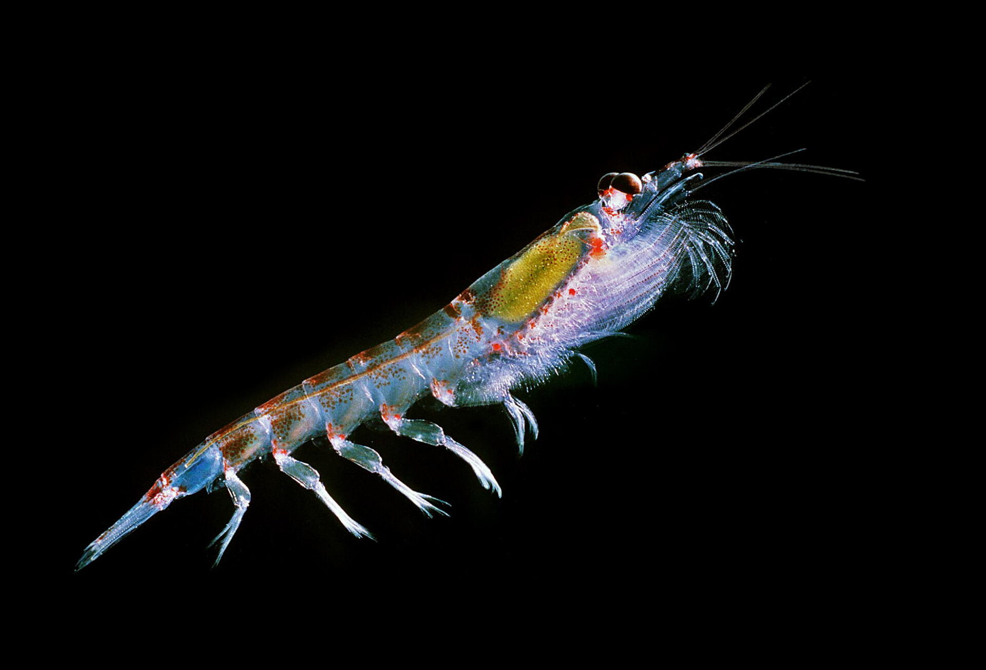 10 amazing facts about Antarctic krill - Greenpeace UK