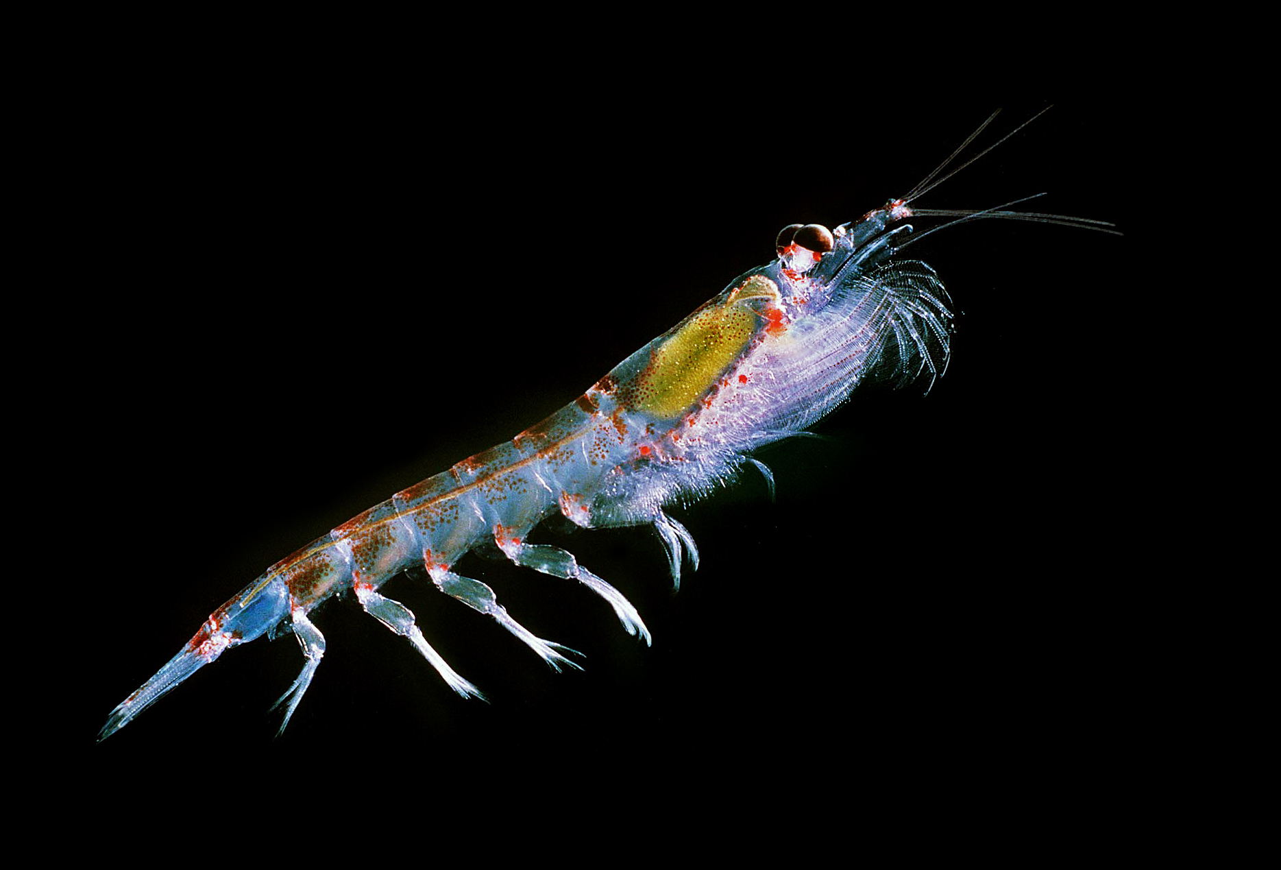 10 amazing facts about Antarctic krill - Greenpeace UK