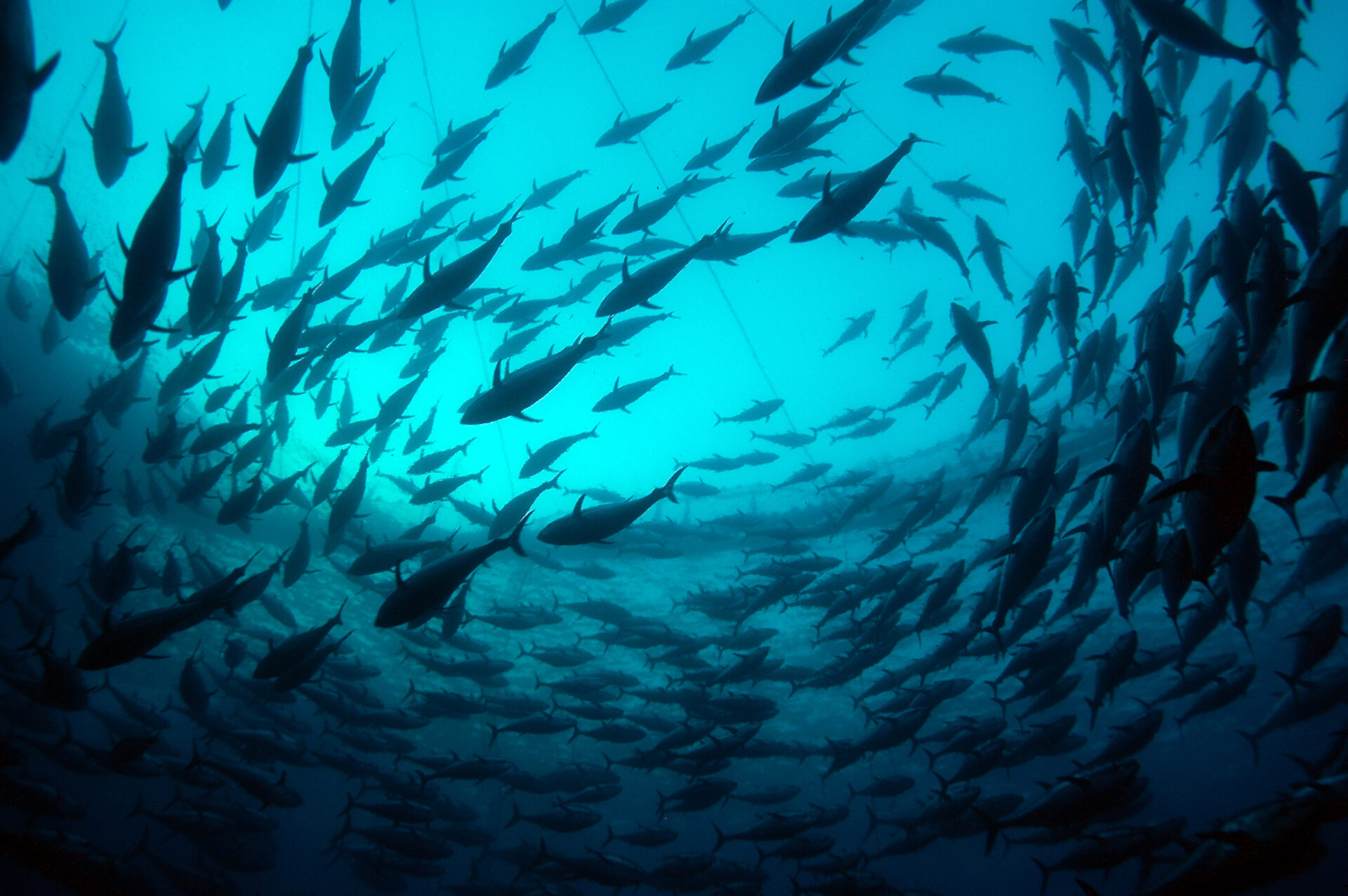 Overfishing - Greenpeace UK