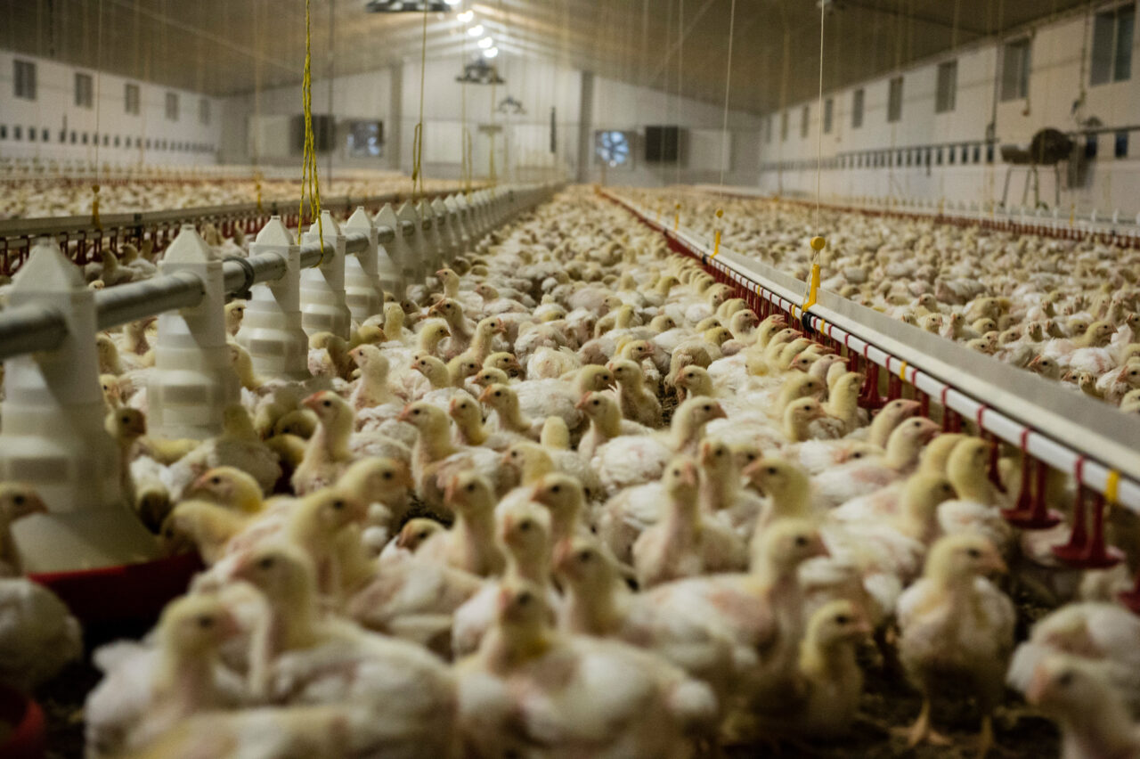 Is eating chicken better for the environment than beef?- Greenpeace UK