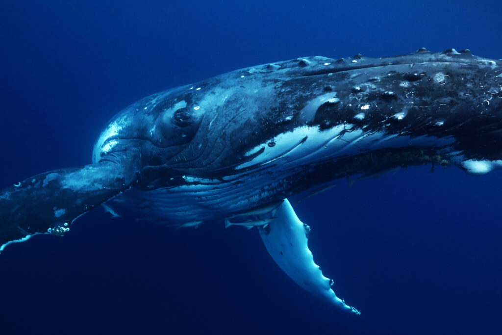 Why whales are climate change heroes - Greenpeace UK