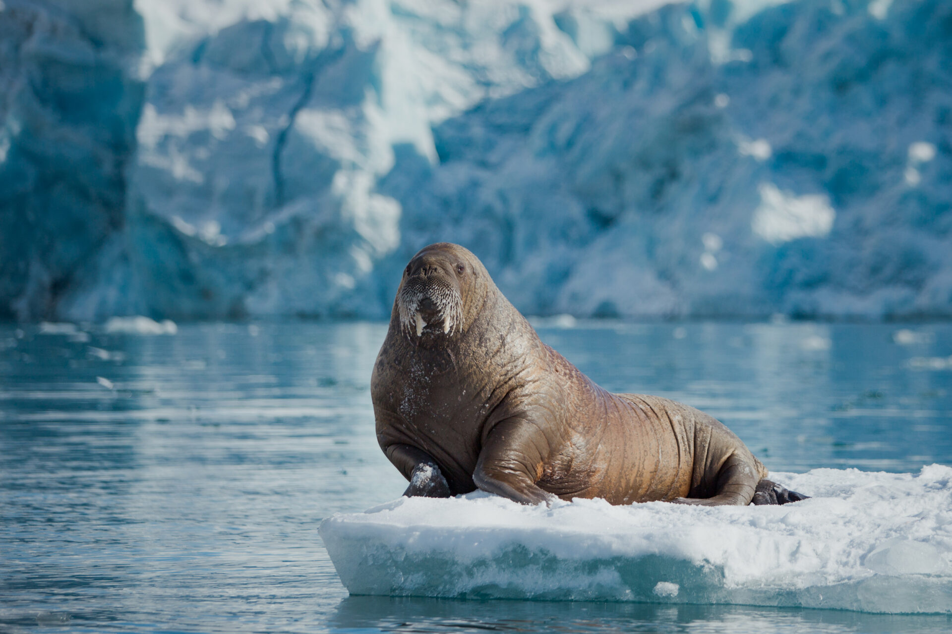Greenpeace report highlights severe threats to Earth’s largest carbon ...