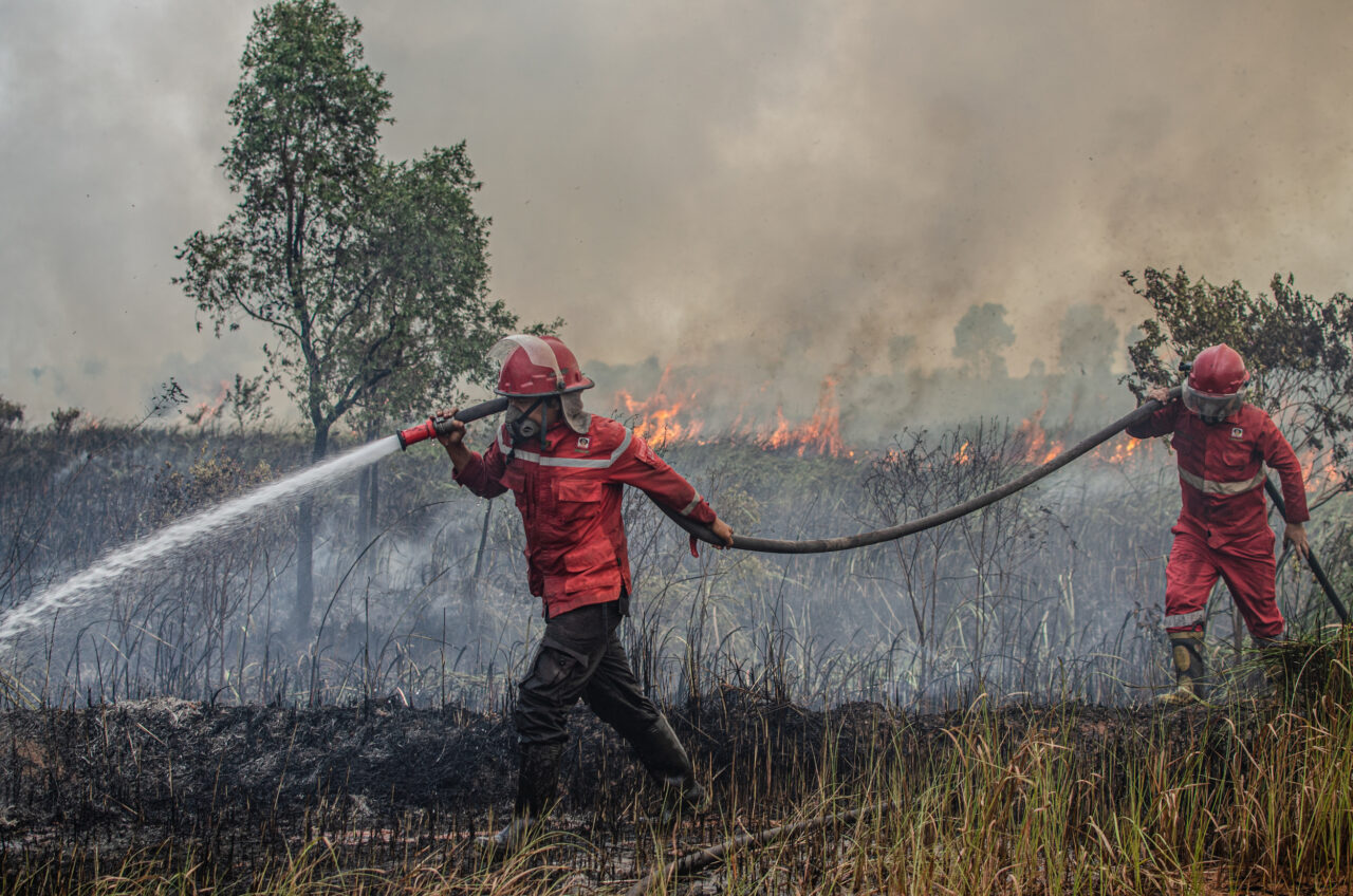 Big banks and investors are making a killing from destroying nature ...