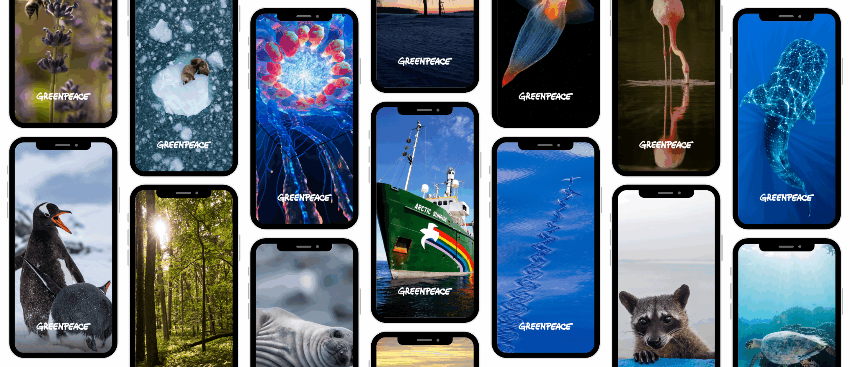 Amazon Wildlife Wallpapers For Your Phone - Greenpeace UK