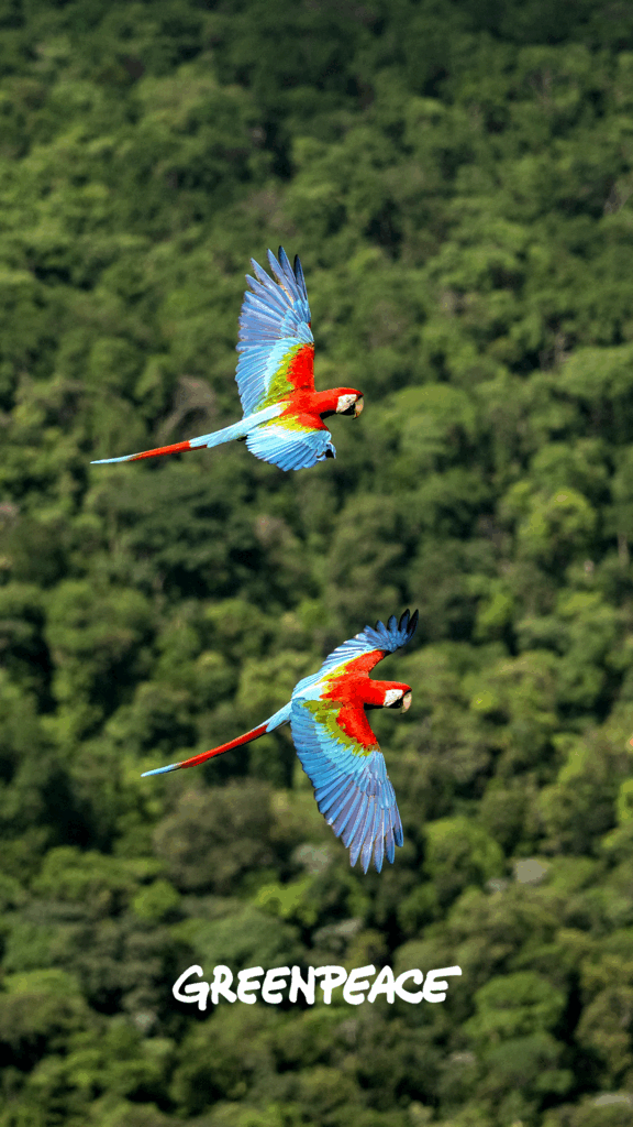 Amazon Wildlife Wallpapers For Your Phone - Greenpeace UK