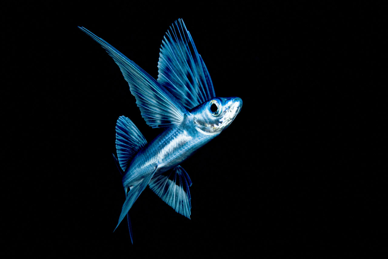The Sargasso Sea: what we discovered beneath the waves - Greenpeace UK