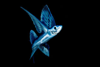 The Sargasso Sea: what we discovered beneath the waves - Greenpeace UK