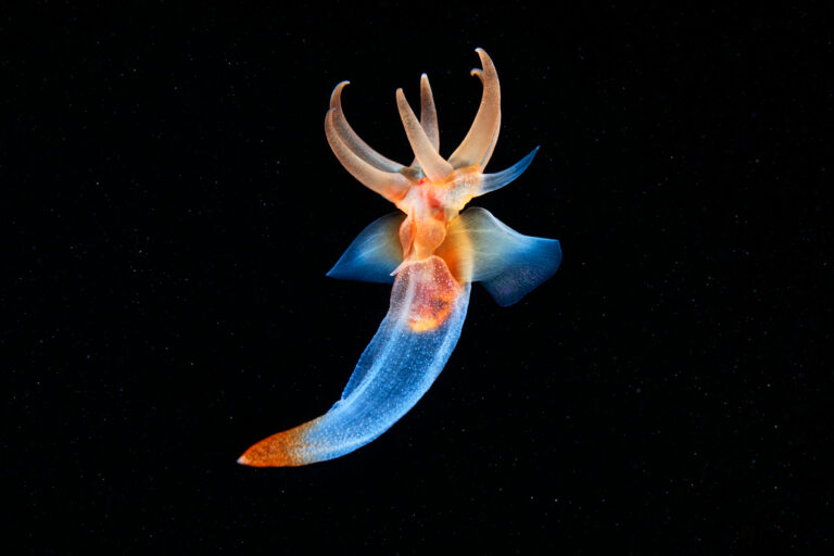 A landmark victory for our oceans: the Global Ocean Treaty comes to ...